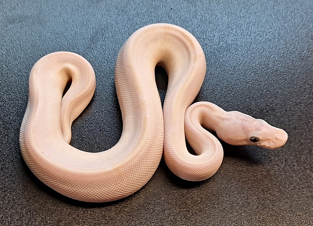 Mocha Mojave Possible Pastel Or Spider Ball Python by Regius Creations ...