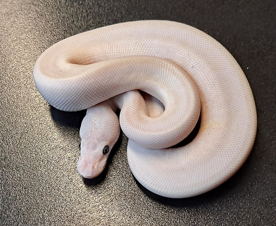 Mocha Mojave Possible Pastel Or Spider Ball Python by Regius Creations