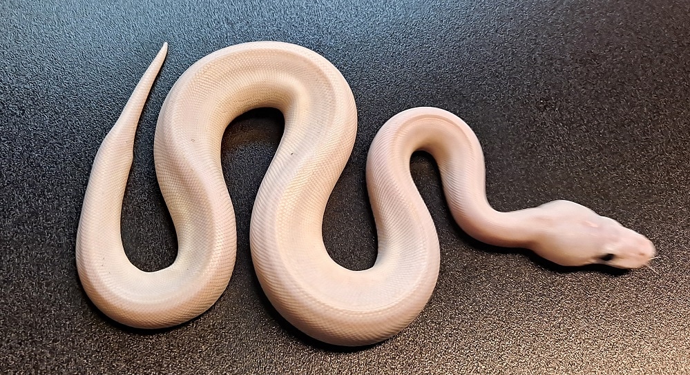 Mocha Mojave Possible Pastel Or Spider Ball Python by Regius Creations ...