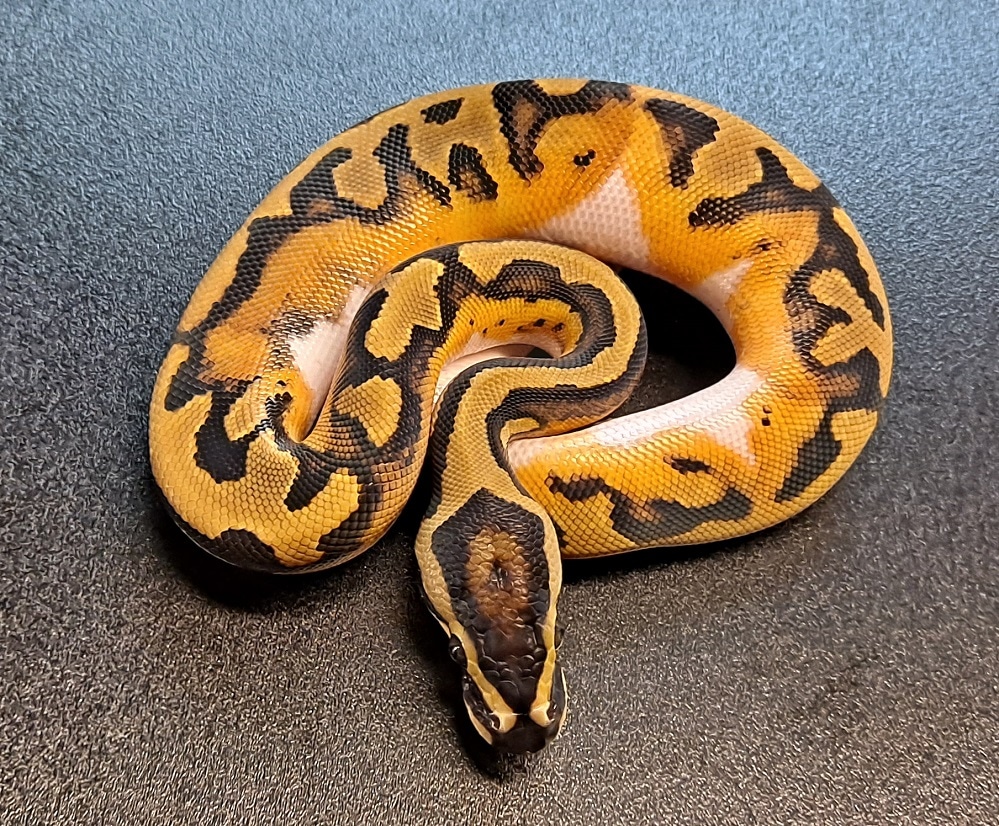 Pied Het Lavender Ball Python by Regius Creations - MorphMarket