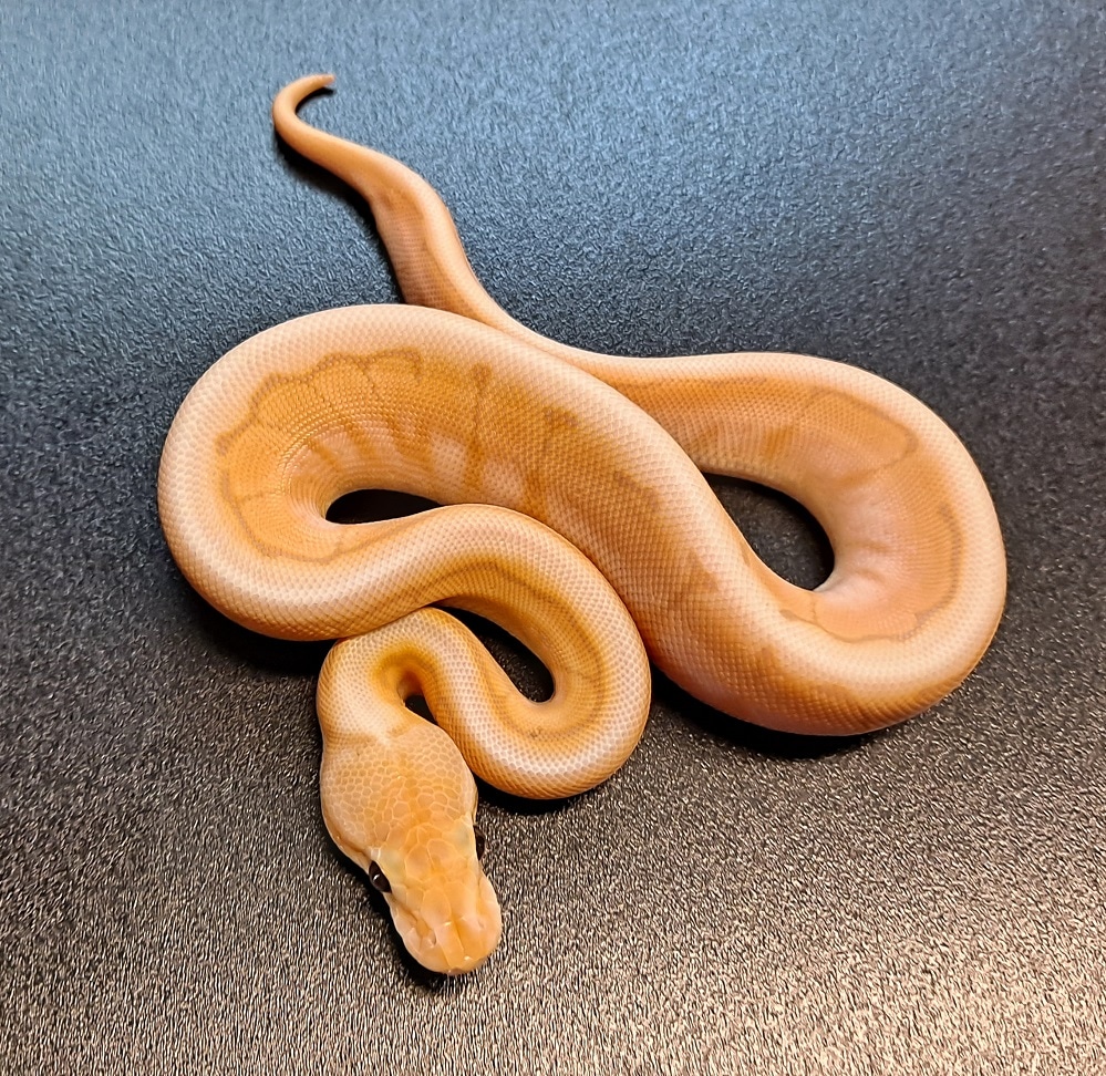 Coral Glow Spinner Probable Cinnamon Ball Python by Regius Creations ...