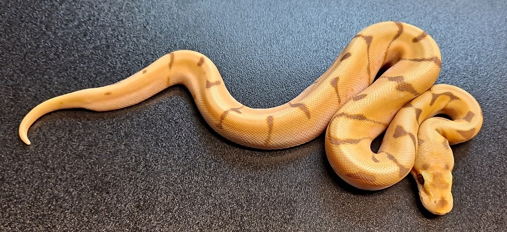 Coral Glow Spider Cinnamon Enchi Ball Python by Regius Creations ...