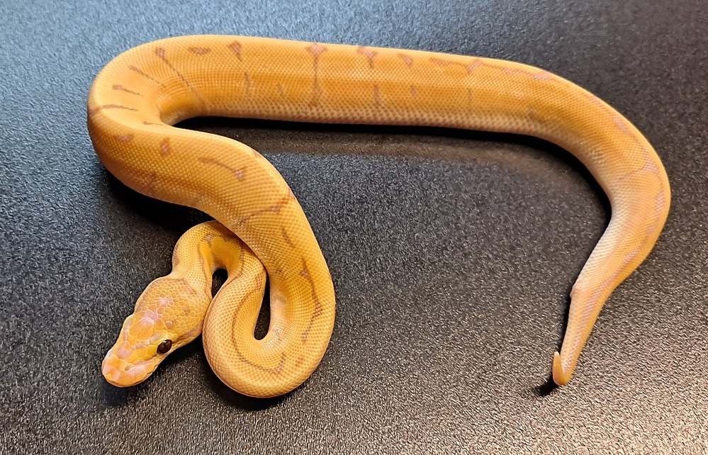 Coral Glow Enchi Pinstripe Ball Python by Regius Creations - MorphMarket