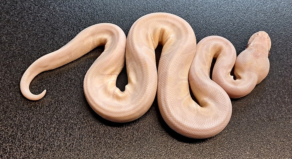 Lavender Snow Ball Python by Regius Creations - MorphMarket
