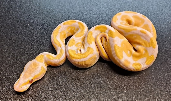 Lavender Het VPI Axanthic Ball Python by Regius Creations