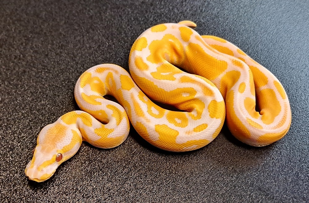 Lavender Het VPI Axanthic Ball Python by Regius Creations - MorphMarket