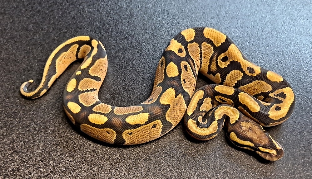 Vanilla Ball Python by Regius Creations - MorphMarket