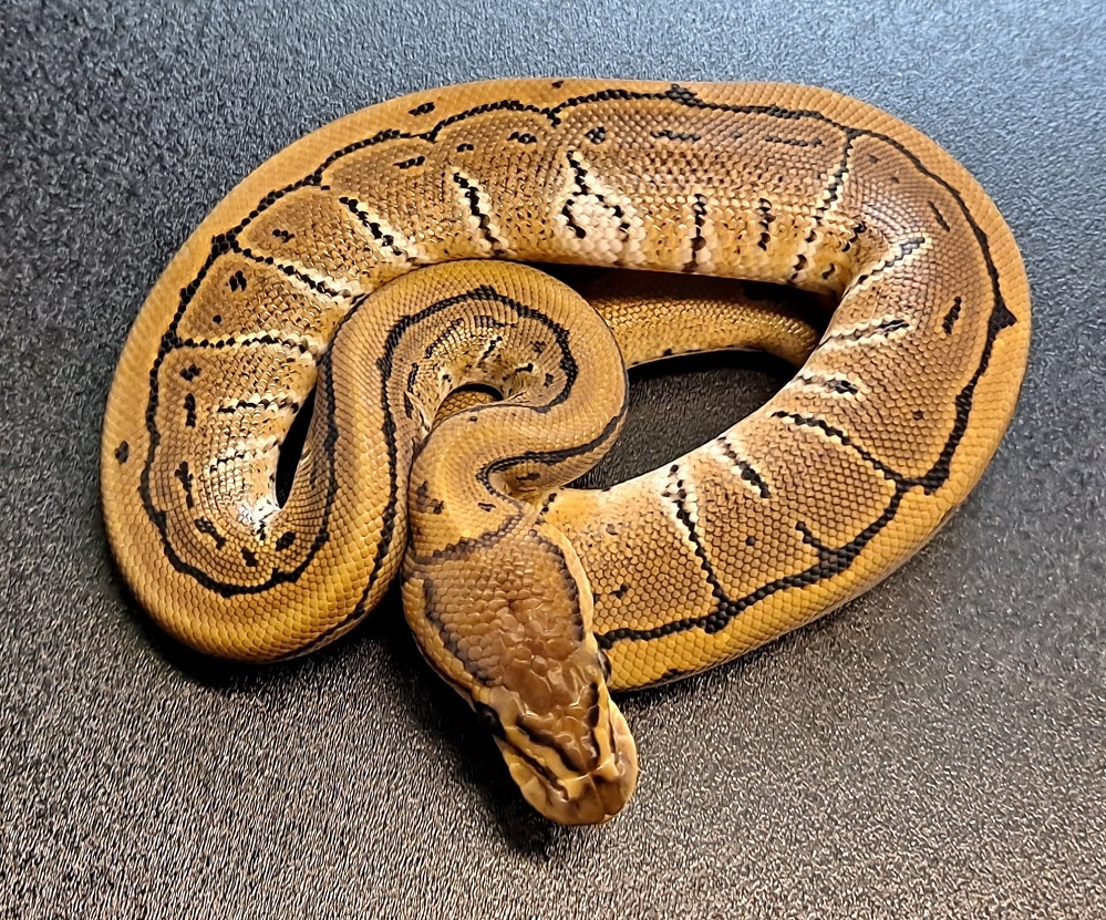 Pinstripe Het Clown Ball Python by Regius Creations - MorphMarket