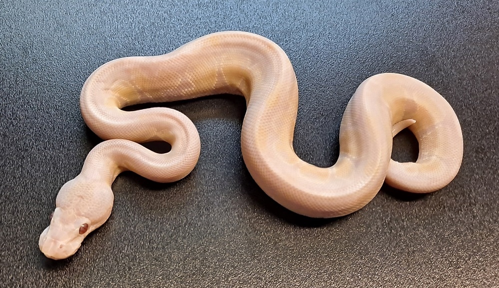Lavender Snow Ball Python by Regius Creations - MorphMarket