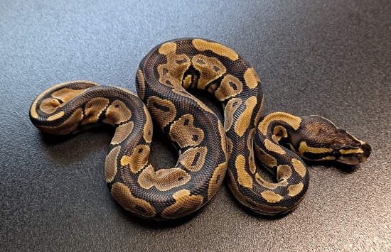 Double Het Lavender VPI Axanthic (Snow) Ball Python by Regius Creations