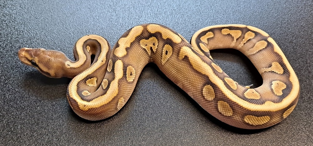 Hidden Gene Woma Mojave Specter Or Yellowbelly Ball Python by Regius ...