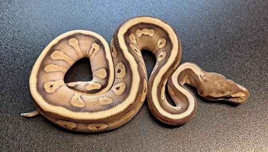Hidden Gene Woma Mojave Specter Or Yellowbelly Ball Python by Regius ...
