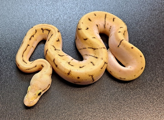 Enchi Spinnerblast Possible Yellowbelly Ball Python by Regius Creations