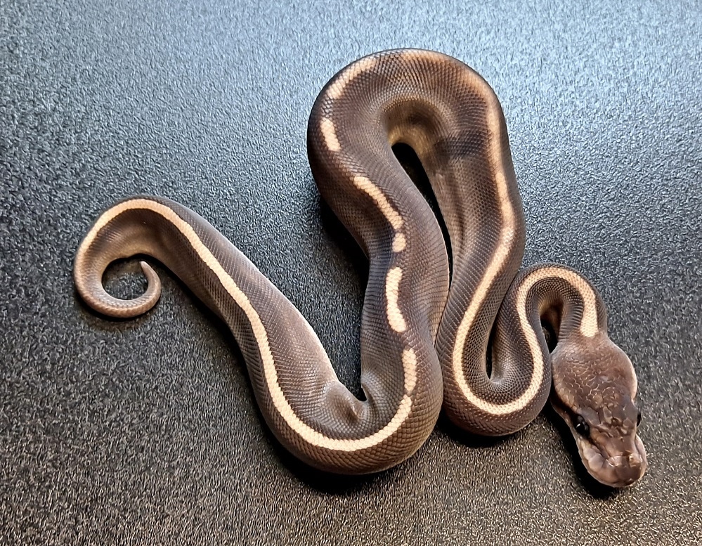Possible Super GHI Cinnamon Mojave Ball Python by Regius Creations ...