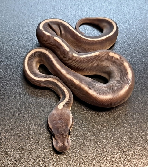 Possible Super GHI Cinnamon Mojave Ball Python by Regius Creations