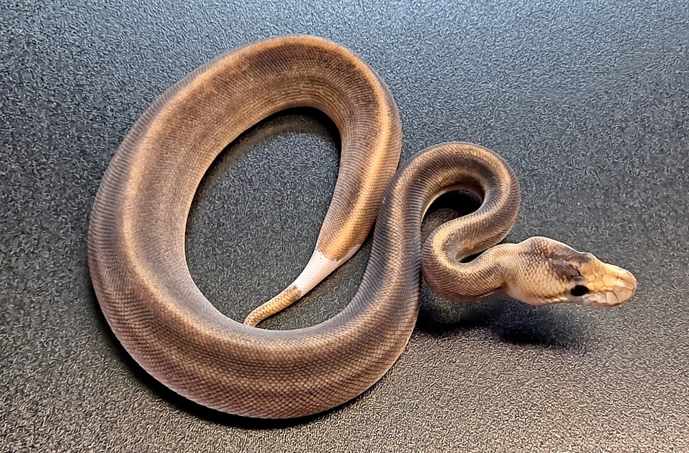 Champagne Cinnamon GHI Ball Python by Regius Creations - MorphMarket