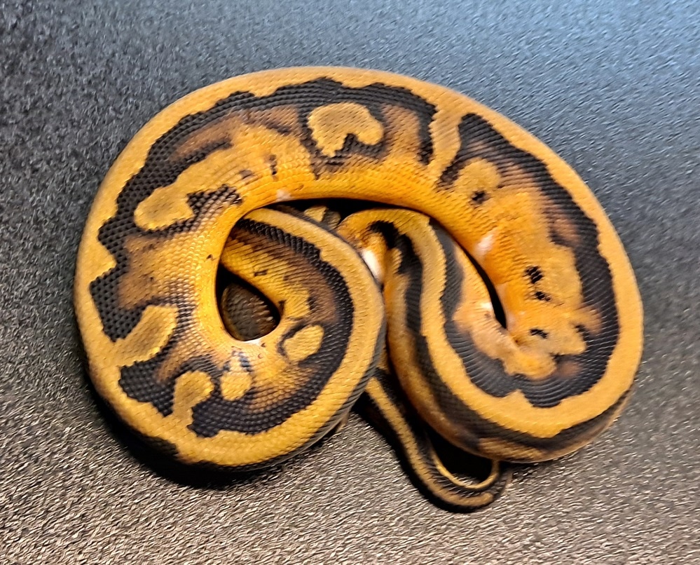 Crazy Pattern High Orange Pied! Ball Python by Regius Creations ...