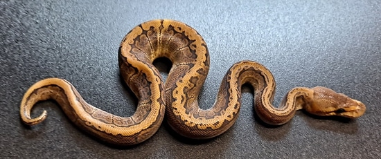 GHI Pinstripe Het Puzzle Ball Python by Regius Creations