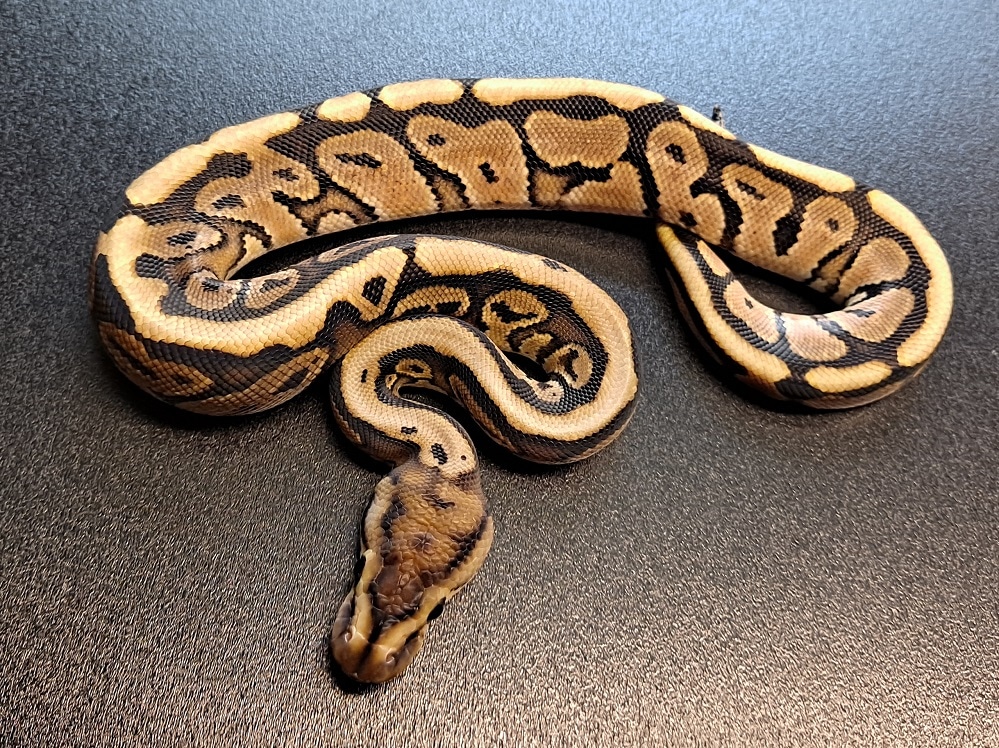 Hidden Gene Woma Specter Or Yellowbelly Ball Python by Regius Creations ...
