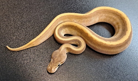 Hidden Gene Woma Mojave Or Mystic Pinstripe Specter Or Yellowbelly Ball ...