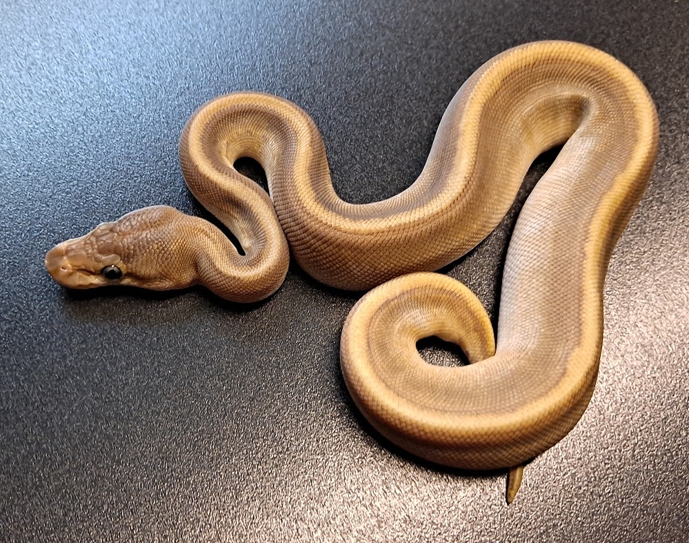 Hidden Gene Woma Mojave Or Mystic Pinstripe Specter Or Yellowbelly Ball ...