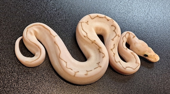 Queenspin Clown Ball Python by Regius Creations