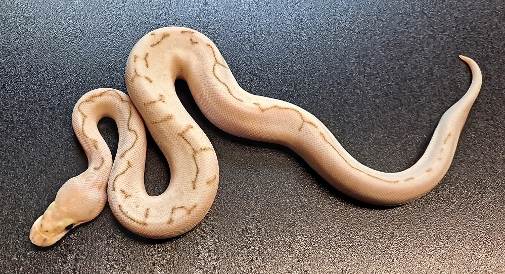Queenspin Clown Ball Python by Regius Creations - MorphMarket