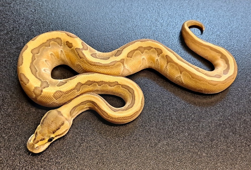 Enchi Lesser Het VPI Axanthic Ball Python by Regius Creations - MorphMarket