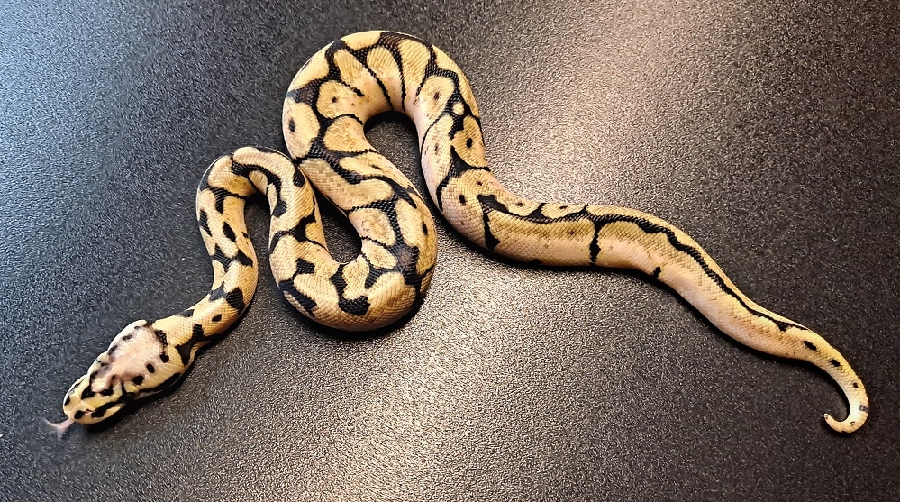 Bumblebee Het VPI Axanthic Ball Python by Regius Creations - MorphMarket