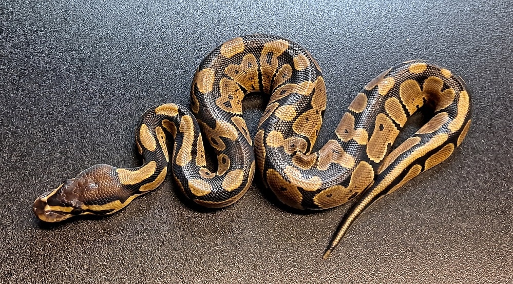 Normal/Classic Ball Python by Regius Creations - MorphMarket