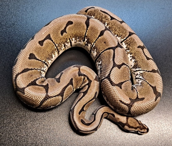 VPI Axanthic Spider Ball Python by Regius Creations