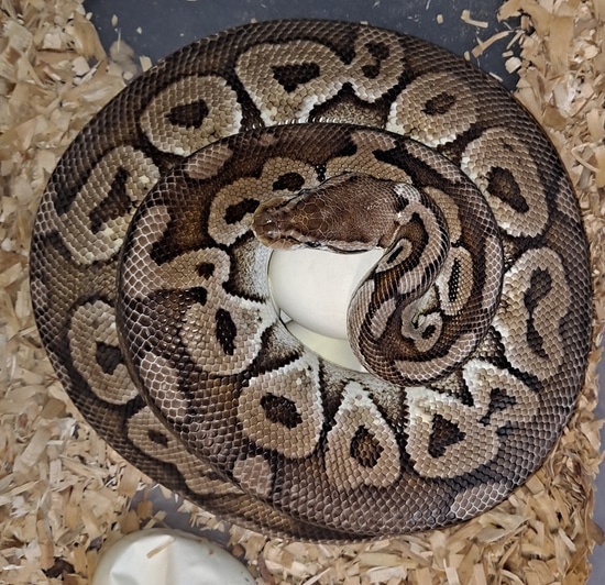 Proven Breeder Pewter Ball Python by Regius Creations