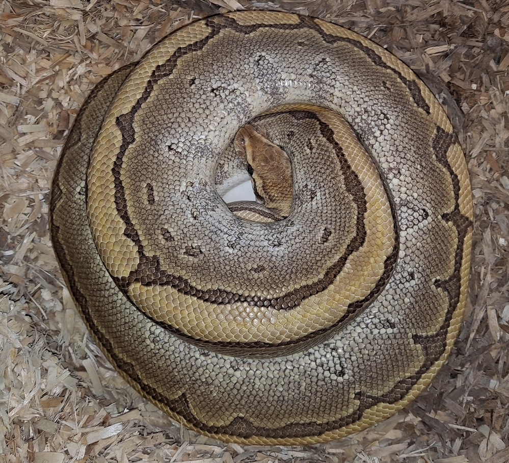 Proven Breeder Kingpin Ball Python by Regius Creations - MorphMarket