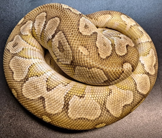 Proven Breeder Platty Daddy Ball Python by Regius Creations