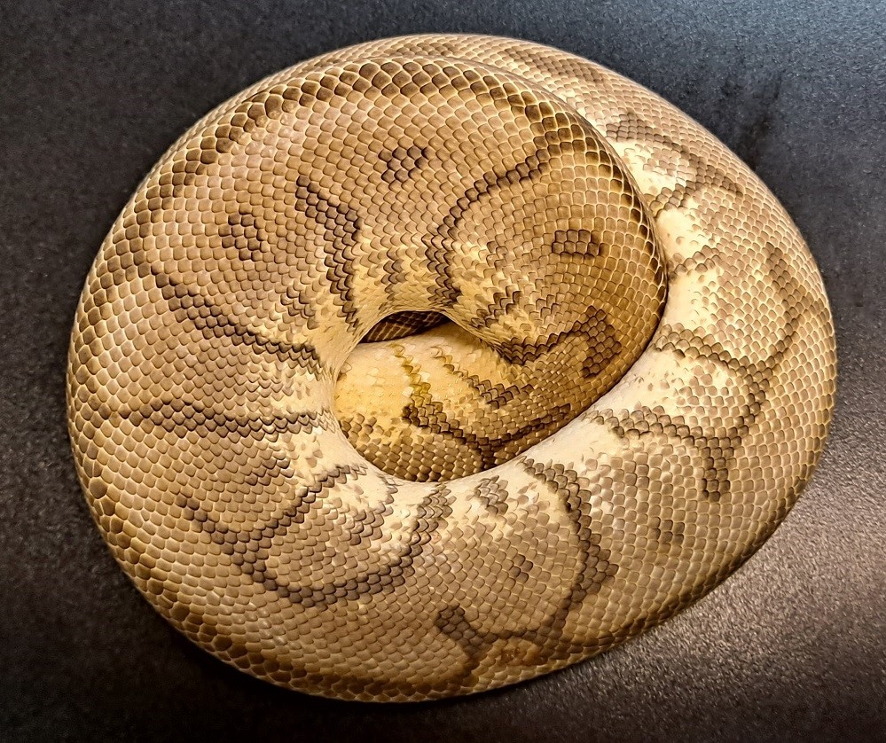 Proven Breeder Pastel Leopard Lesserbee Ball Python by Regius Creations ...