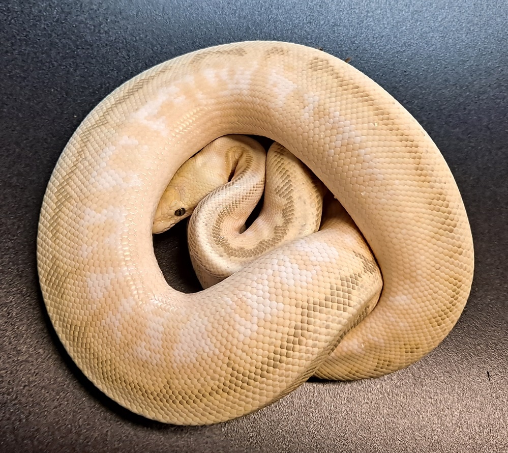 Proven Breeder Killer Queenspin Ball Python by Regius Creations ...