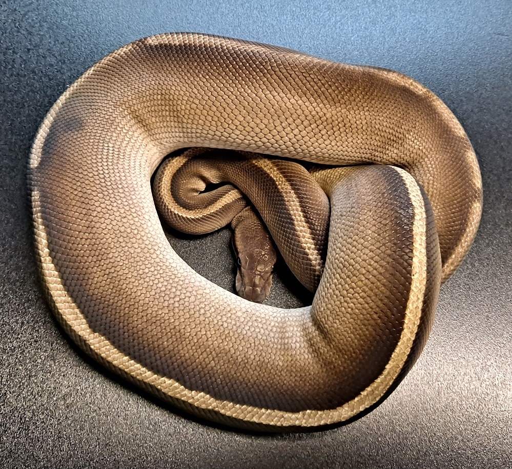 GHI Cinnamon Mojave Ball Python by Regius Creations - MorphMarket