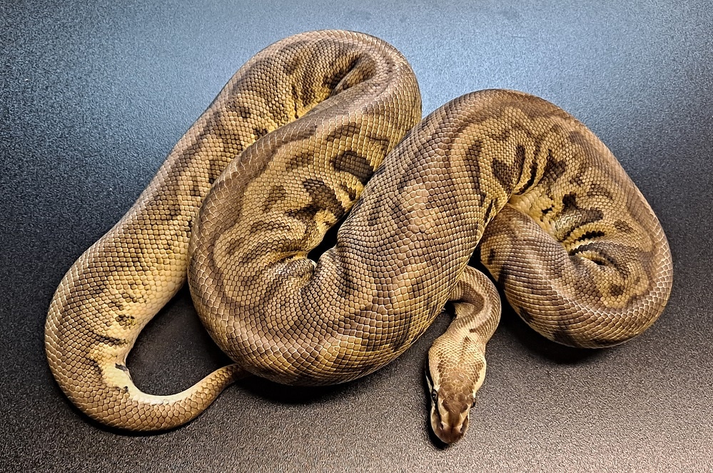 Super Pastel Lesser Leopard Ball Python by Regius Creations - MorphMarket