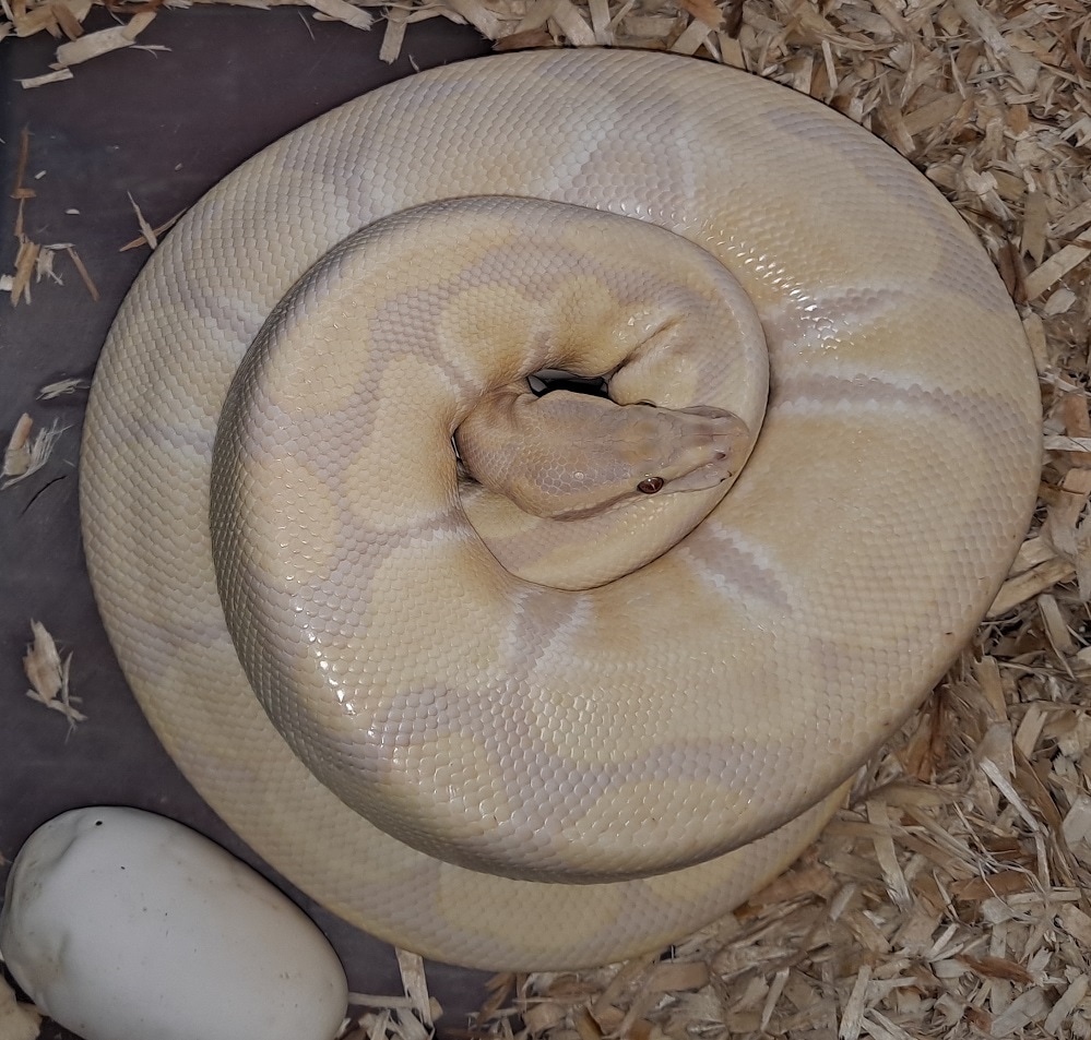 Proven Breeder Lavender Het VPI Axanthic Ball Python by Regius ...