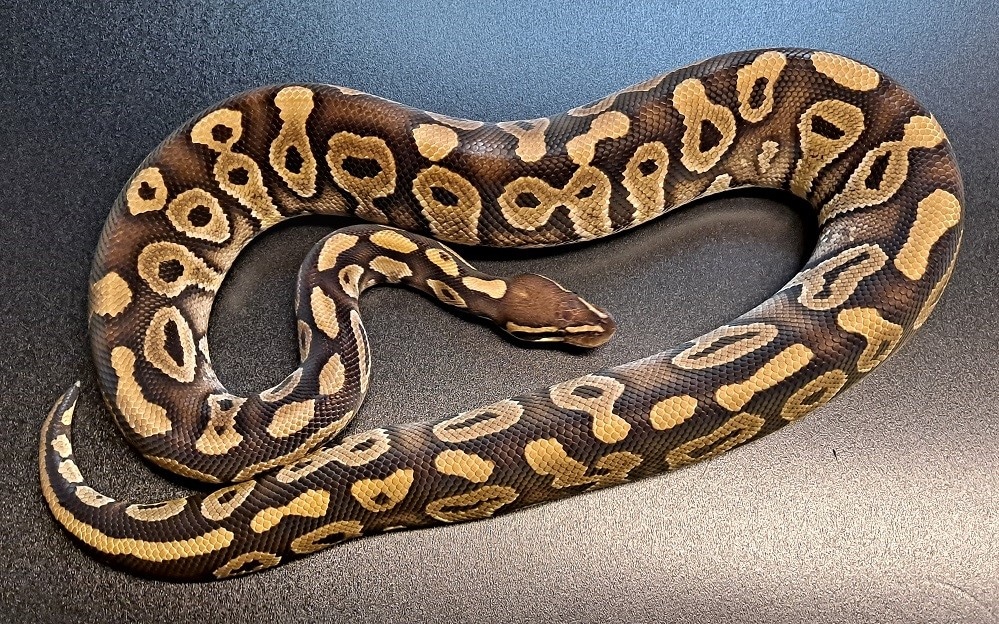 Adult Het Monsoon PAIR! Ball Python by Regius Creations - MorphMarket
