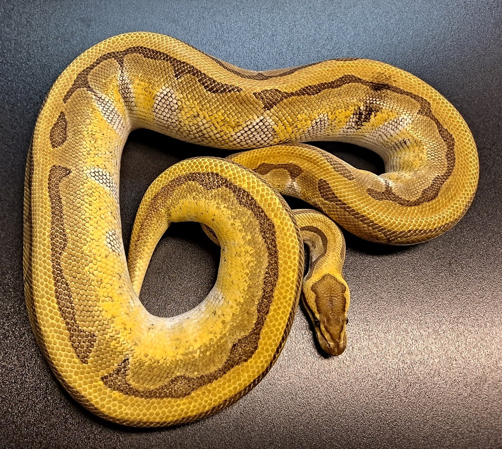 Super? Enchi Kingpin Ball Python by Regius Creations - MorphMarket