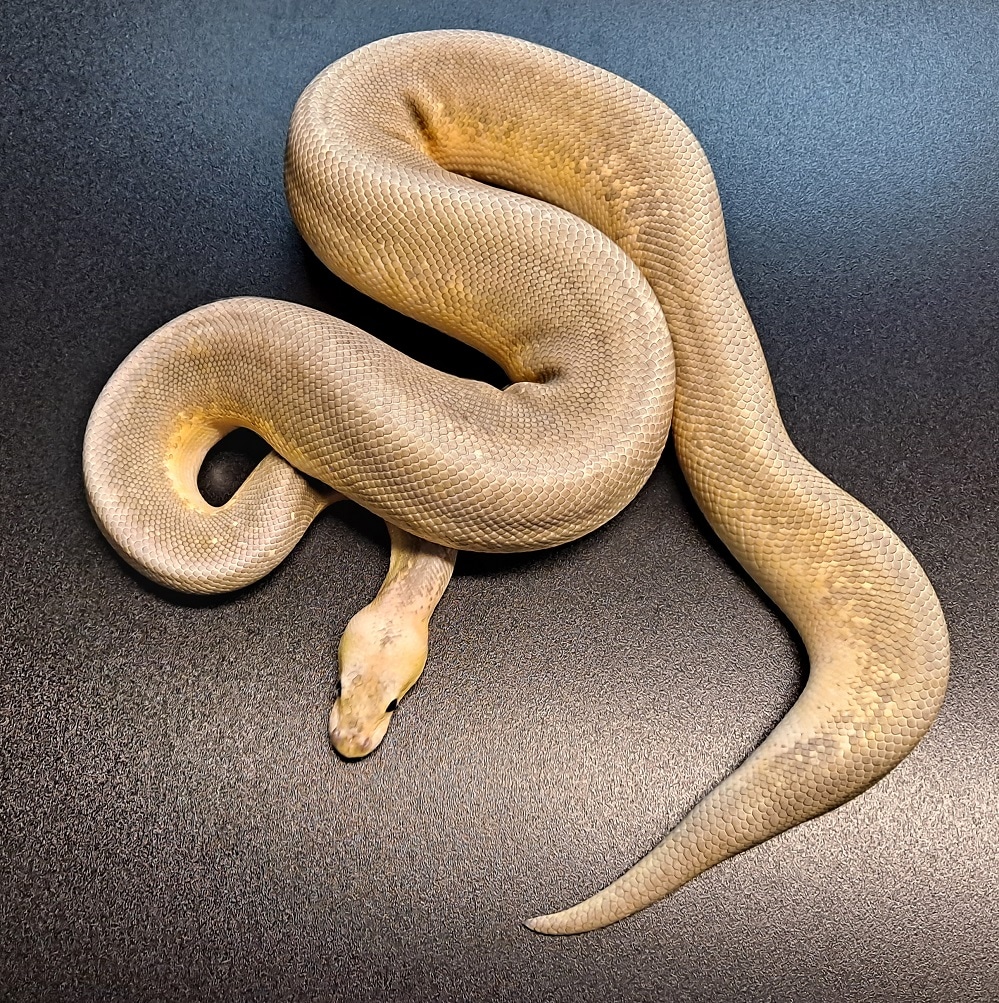 Proven Breeder Sterling Spinner Ball Python by Regius Creations ...