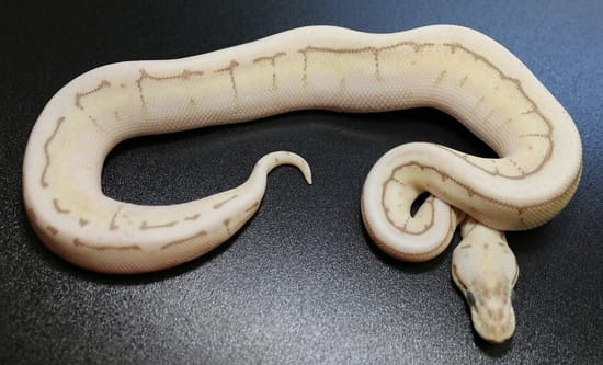 Queenspin Ball Python by Regius Creations