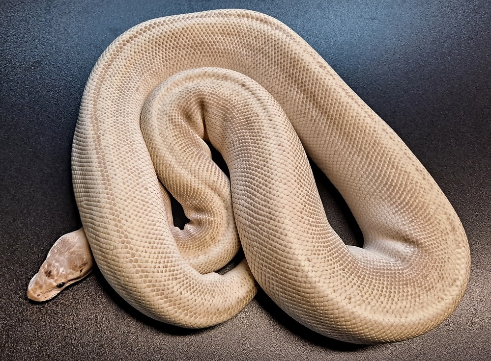 Proven Breeder Super Mojave Ball Python by Regius Creations - MorphMarket