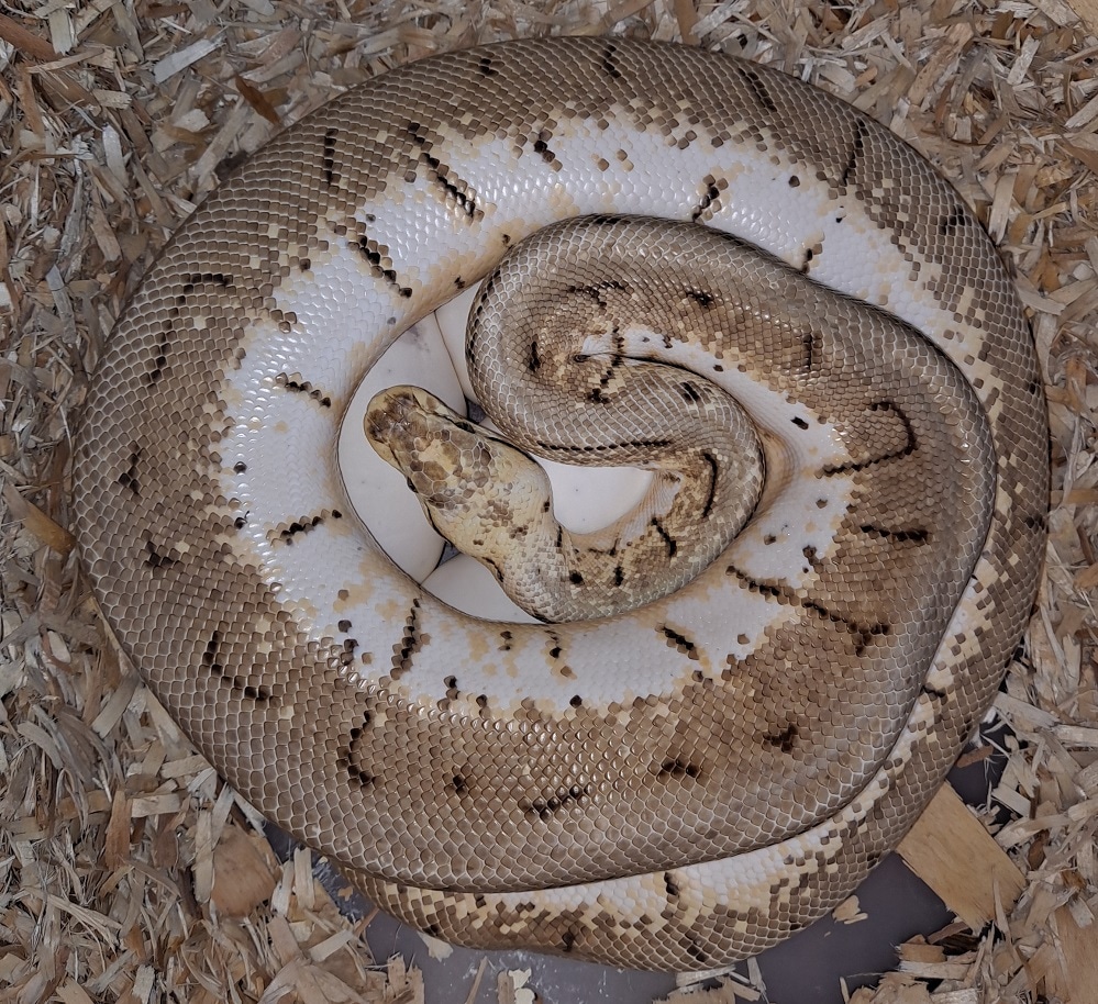 Proven Breeder Spinnerblast Ball Python by Regius Creations - MorphMarket