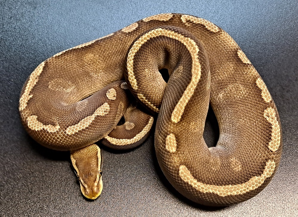 Proven Breeder GHI Pastel Cinnamon Mojave Ball Python by Regius ...