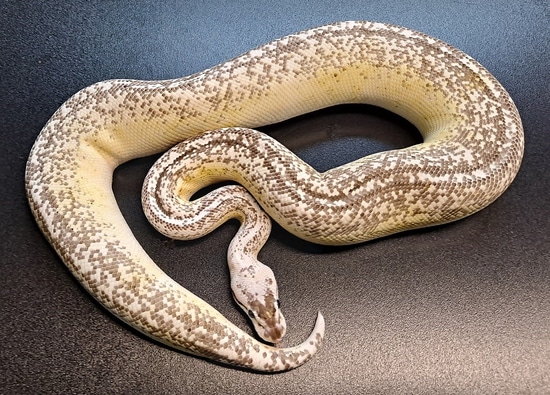Pewter Superstripe Ball Python by Regius Creations