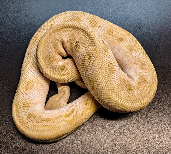 Proven Breeder GHI Lesser Clown Ball Python by Regius Creations