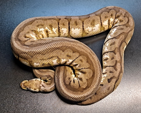 Pewterbee Het Clown Ball Python by Regius Creations