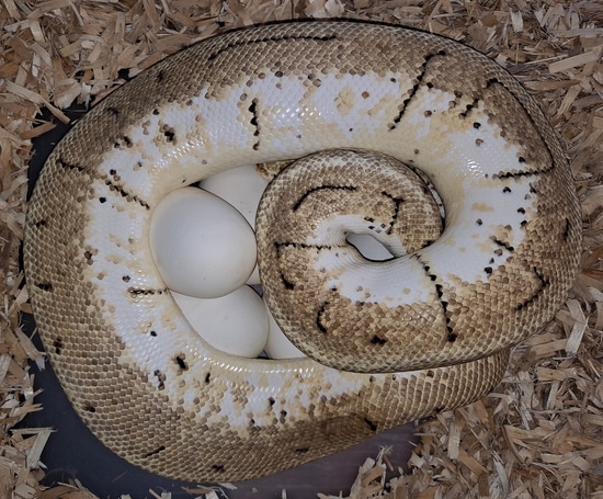 Spinnerblast Het Clown Ball Python by Regius Creations
